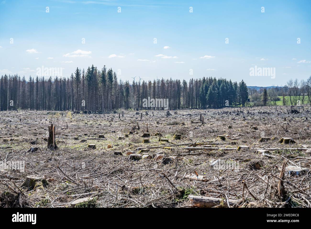 chopped Woodland dead forest pinetree plantation Germany replanted ...
