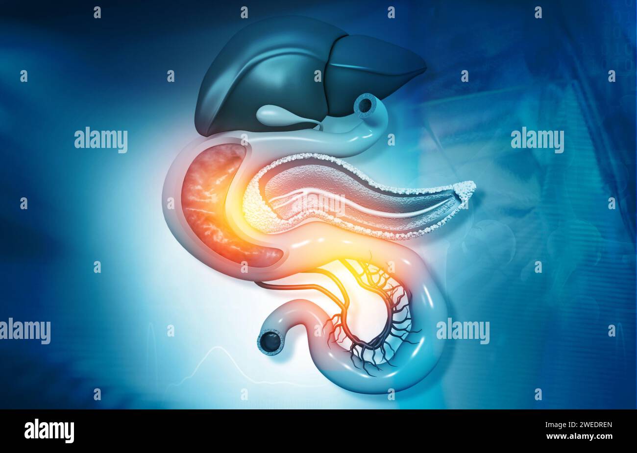 Anantomy of Liver stomach pancreas gallbladder and spleen on medical ...