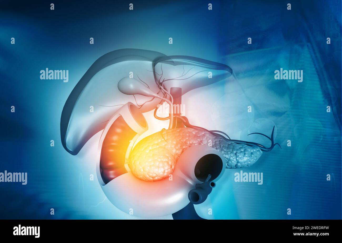 Anantomy of Liver stomach pancreas gallbladder and spleen on medical ...