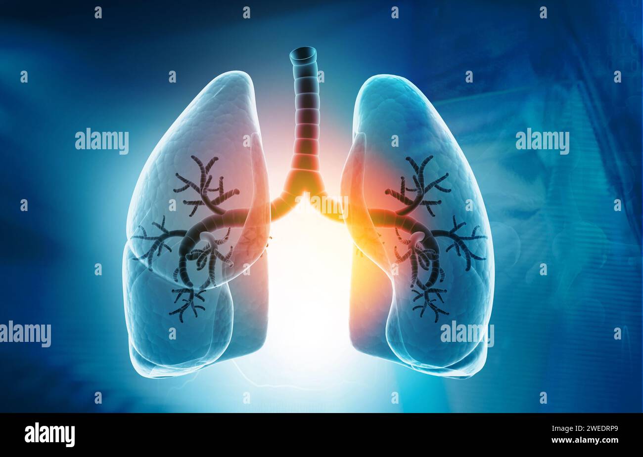 Human lungs anatomy on blue background. 3d illustration Stock Photo - Alamy