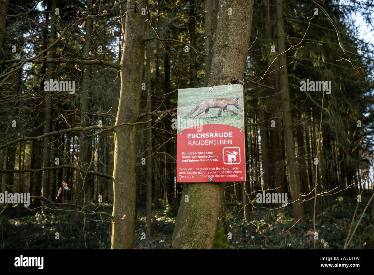 German Warning sign for dog with generalized demodectic mange ...