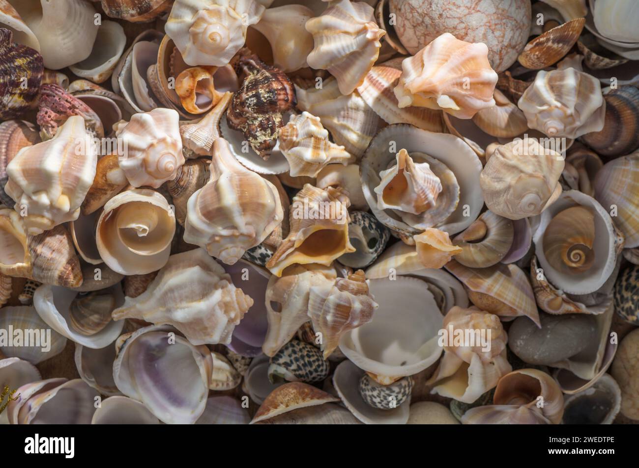 beautiful Mediterranean seashells as background 11 Stock Photo - Alamy