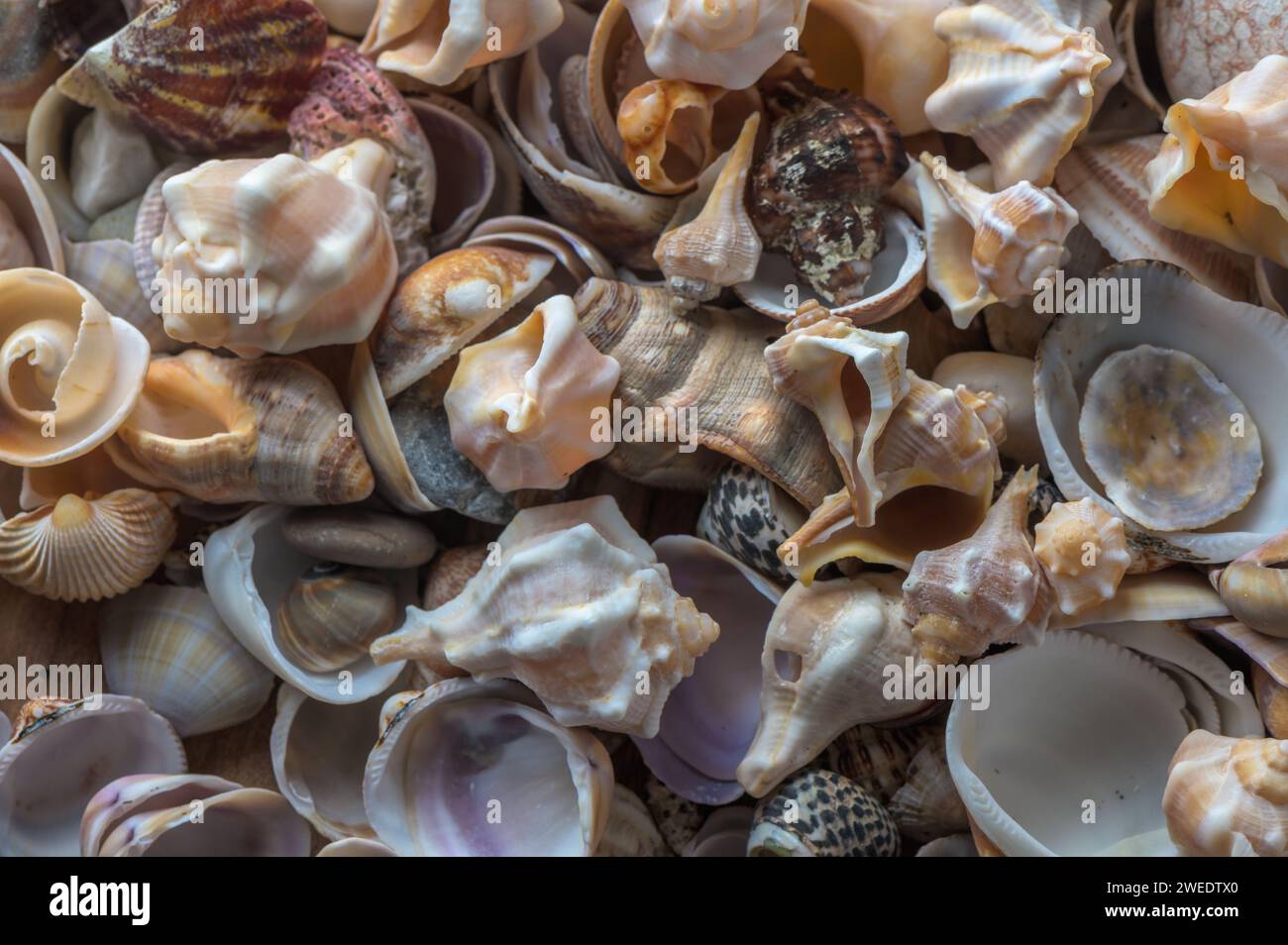 beautiful Mediterranean seashells as background 9 Stock Photo - Alamy