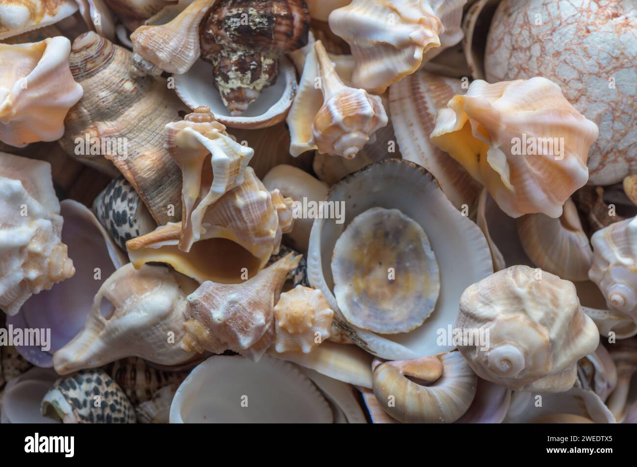 beautiful Mediterranean seashells as background 8 Stock Photo - Alamy