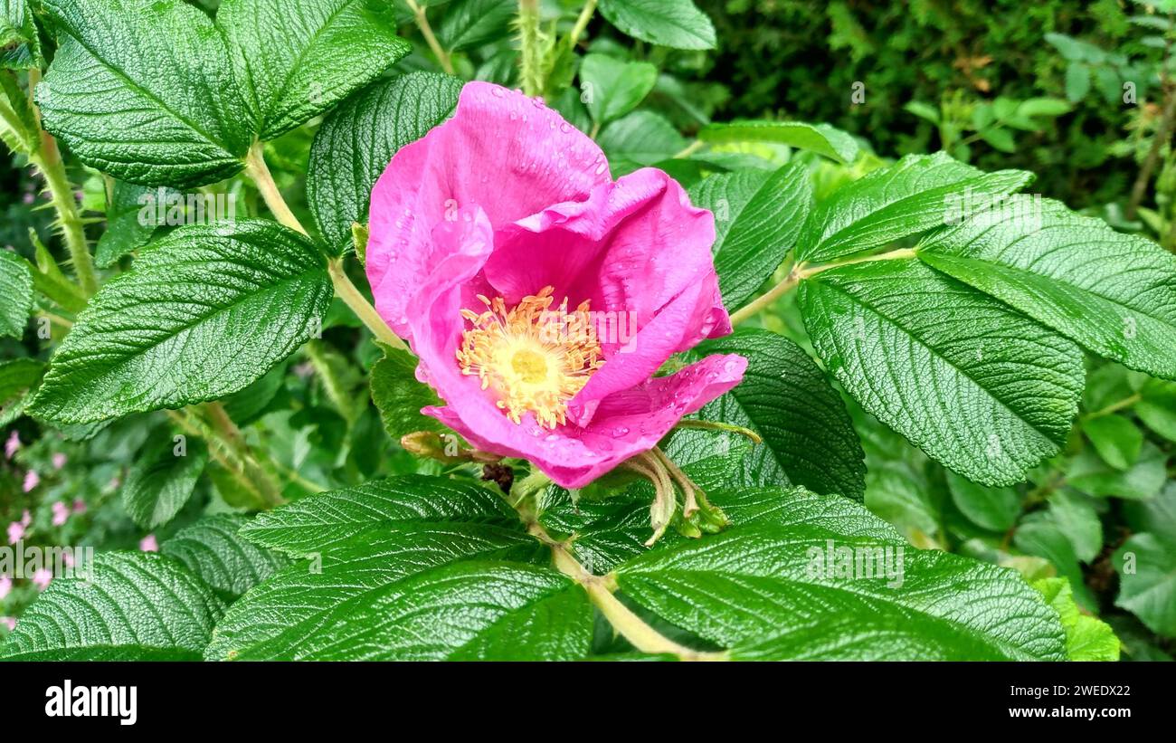 Some flower blossoms amidst lush foliage on a vibrant bush Stock Photo ...