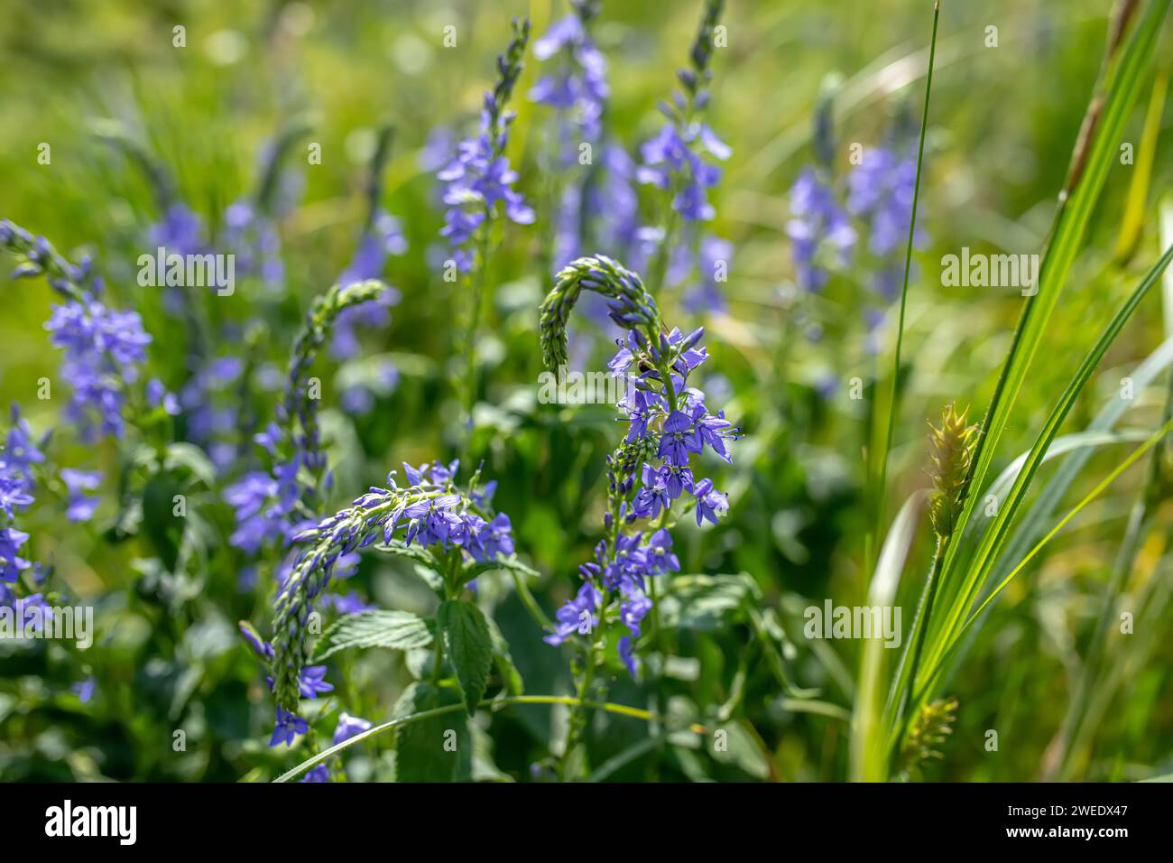 Veronica persica, birdeye speedwell, common field-speedwell, Persian ...