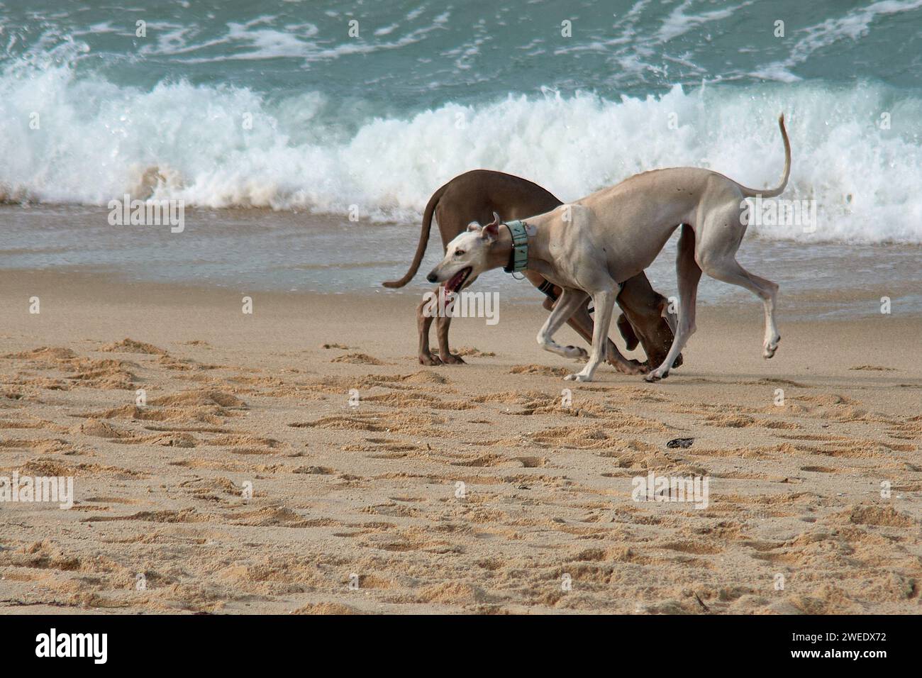Weimaraner at the waters edge hi-res stock photography and images - Alamy