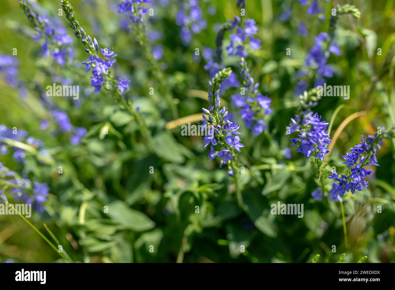 Veronica persica, birdeye speedwell, common field-speedwell, large ...