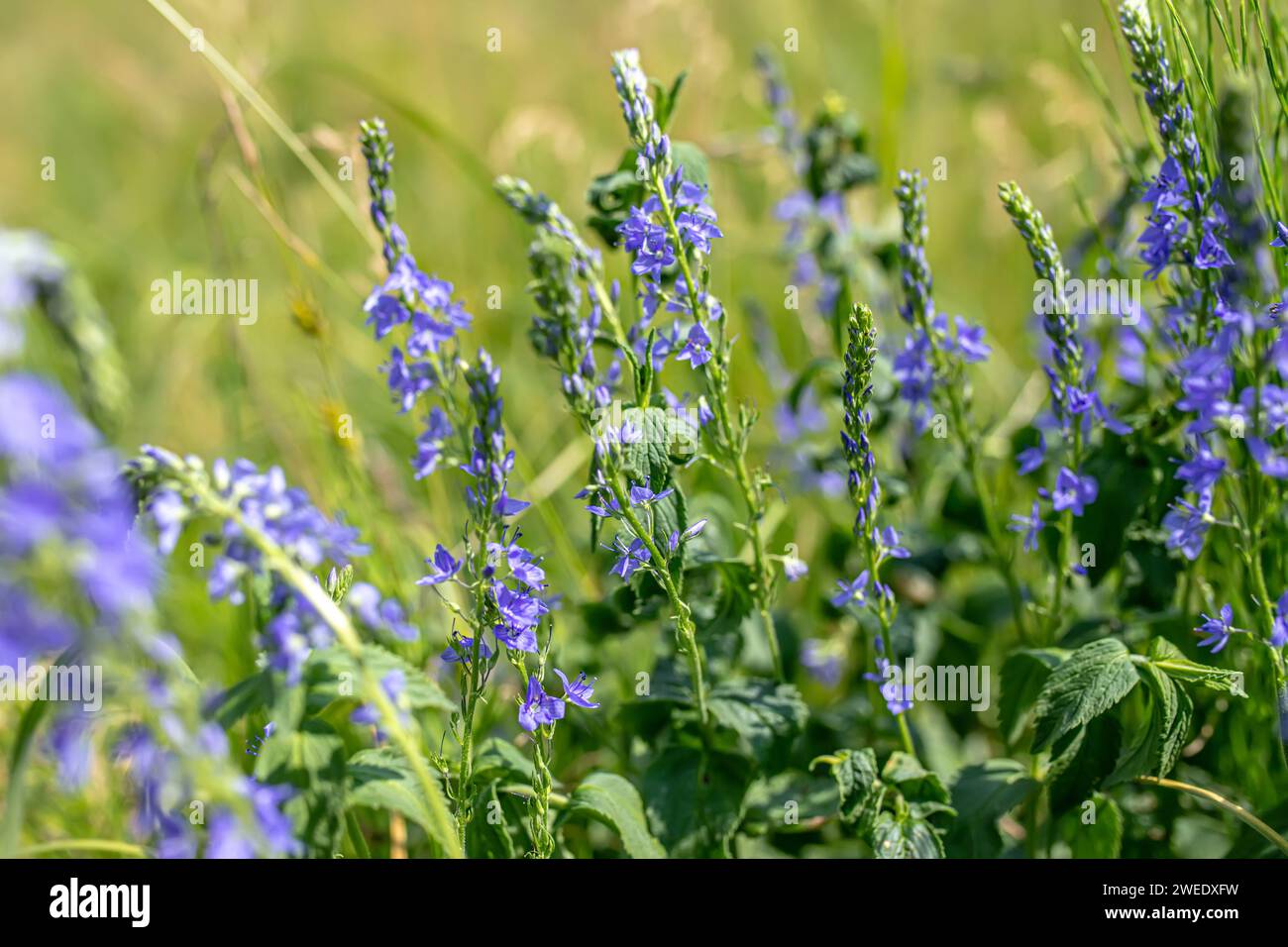 Veronica persica, birdeye speedwell, common field-speedwell, large ...