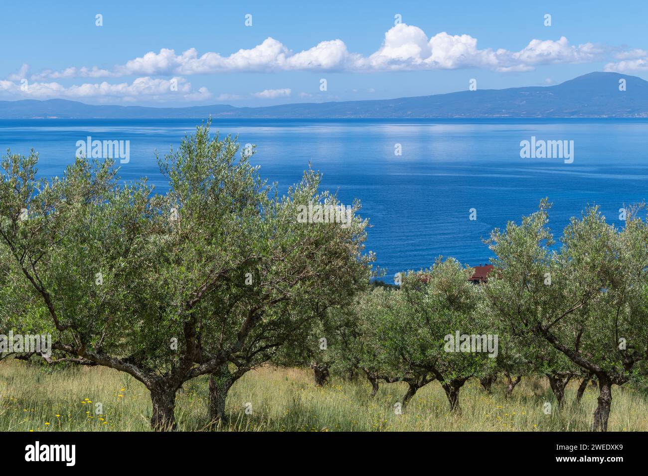 Scenic olive groves overlooking Kalamata bay and coastline Stock Photo ...
