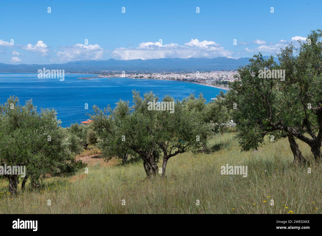 Scenic olive groves overlooking Kalamata bay and coastline Stock Photo ...