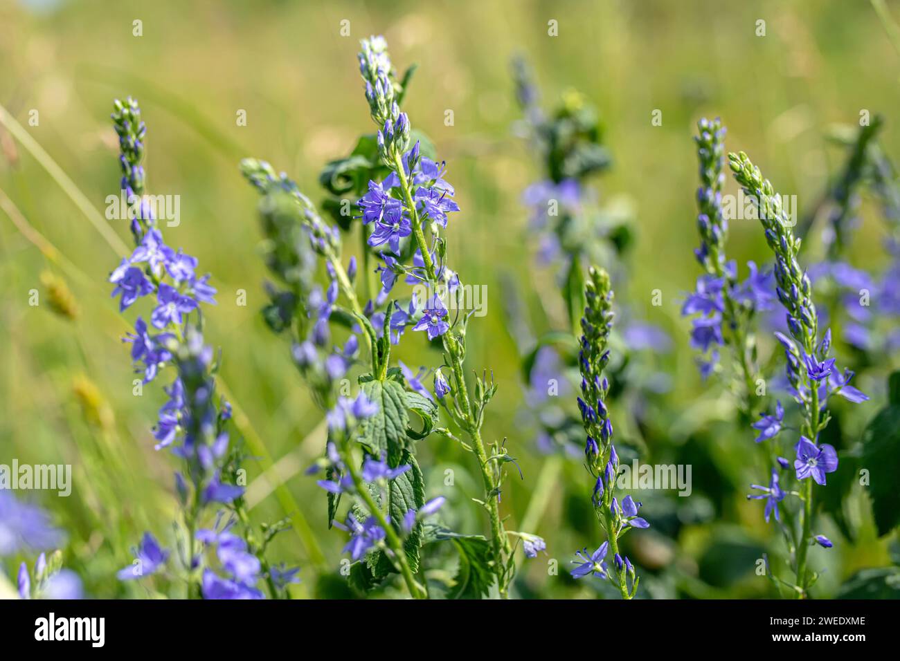 Veronica persica, birdeye speedwell, common field-speedwell, Persian ...