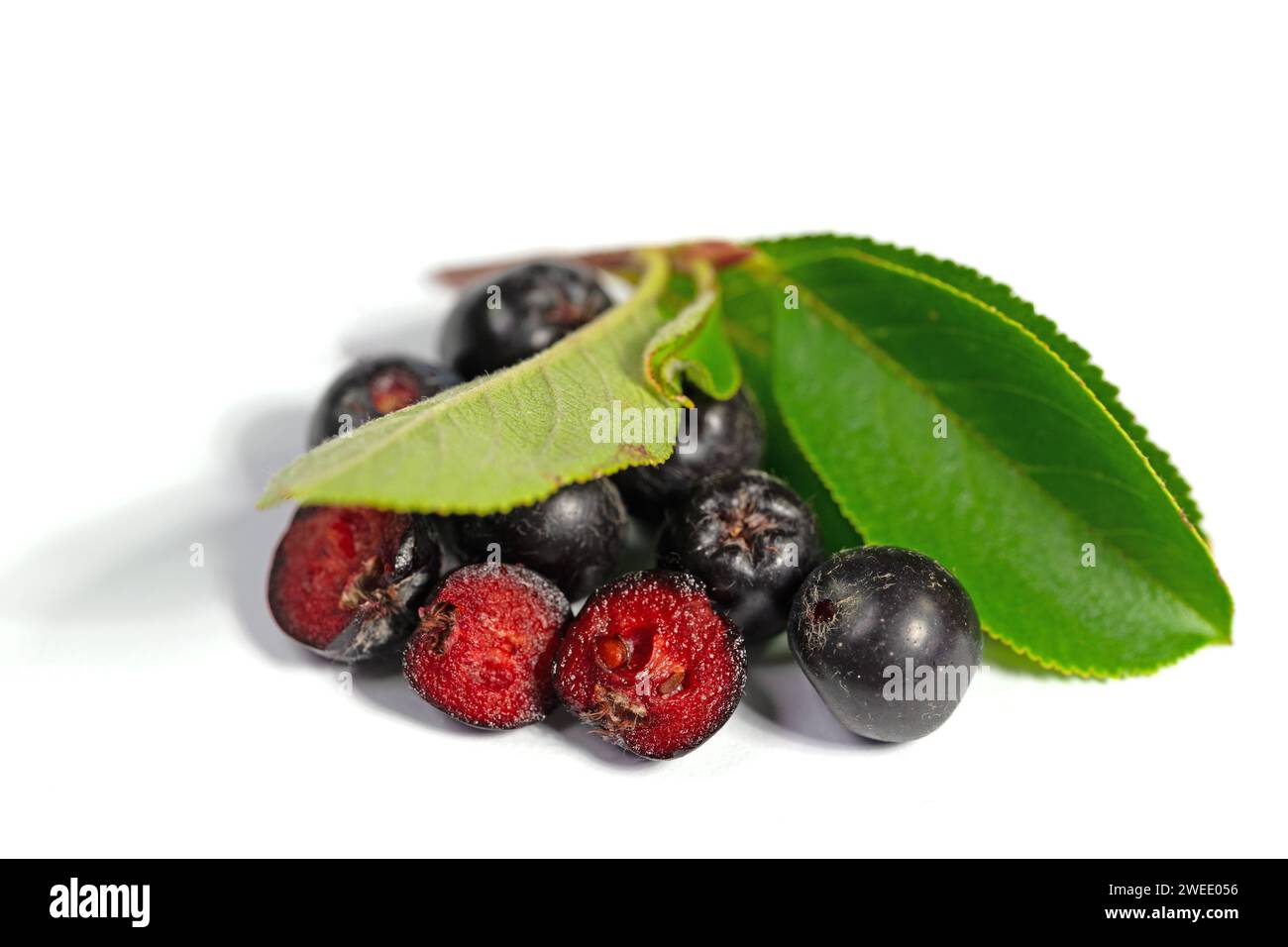 Aronia berries isolated against white background Stock Photo - Alamy