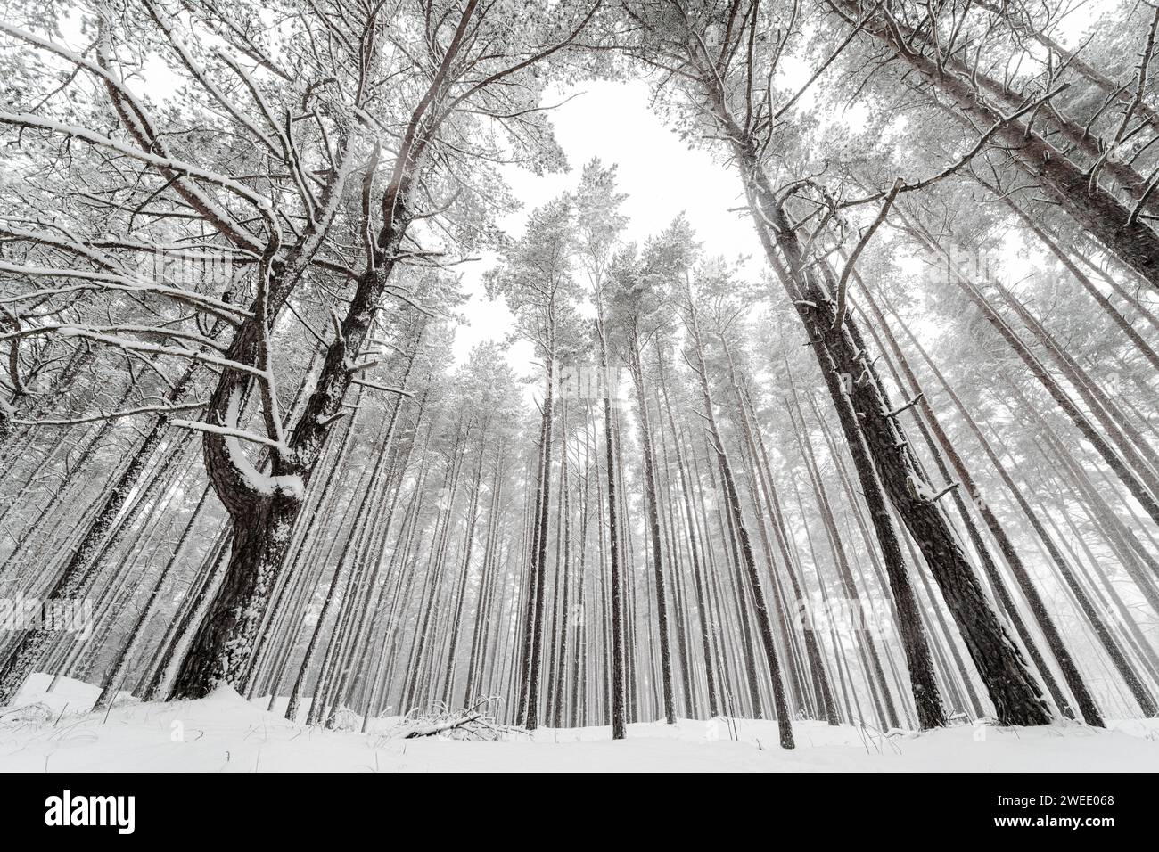Photo trees snow hi-res stock photography and images - Alamy