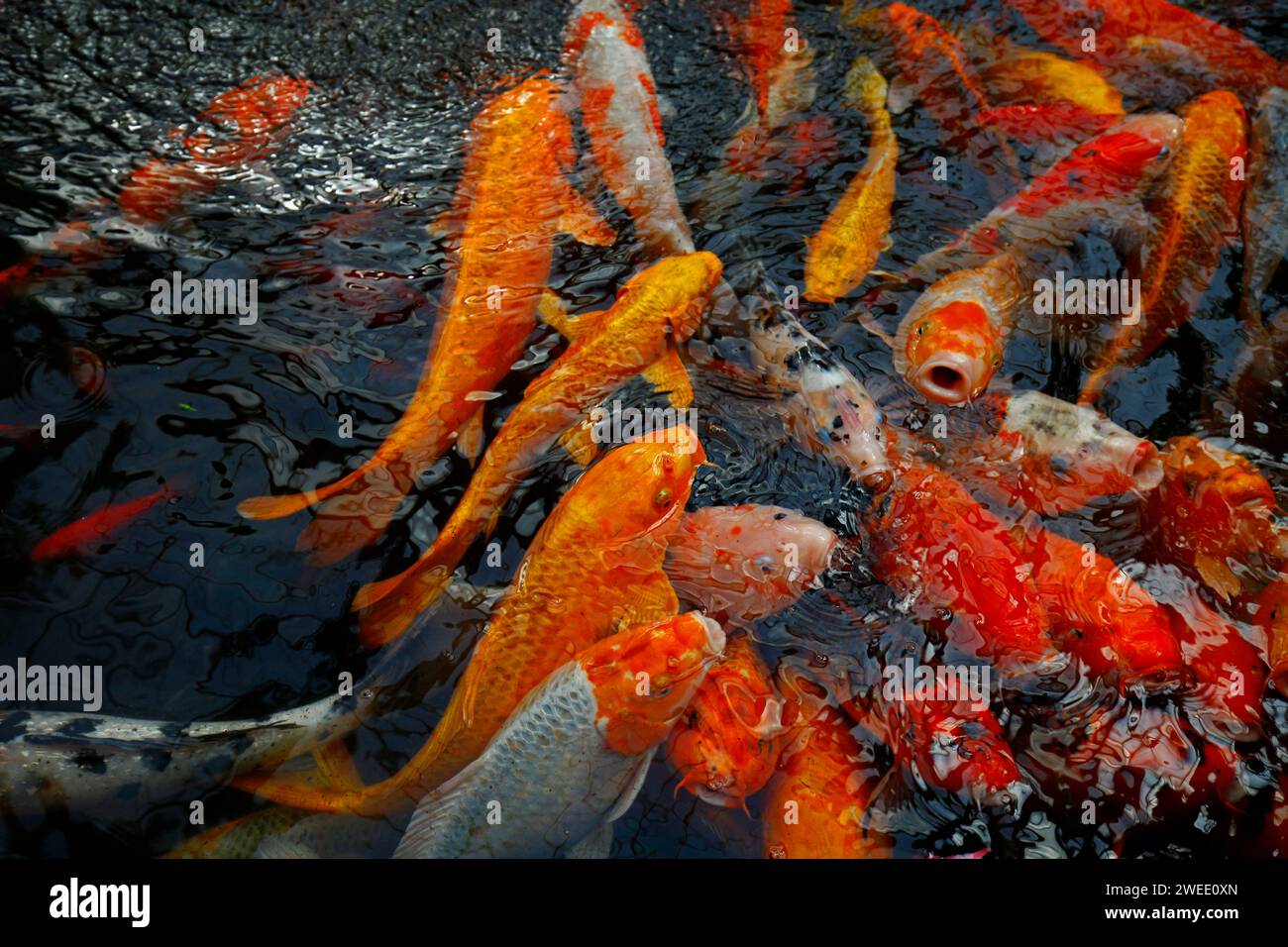 Goldfish in the pond Stock Photo - Alamy