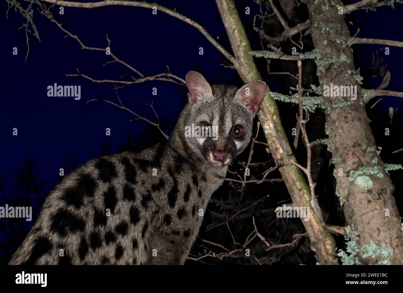 Common genet in front of black background Stock Photo - Alamy