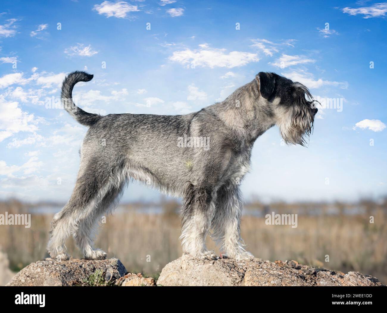 Standard Schnauzer staying in the nature in winter Stock Photo - Alamy