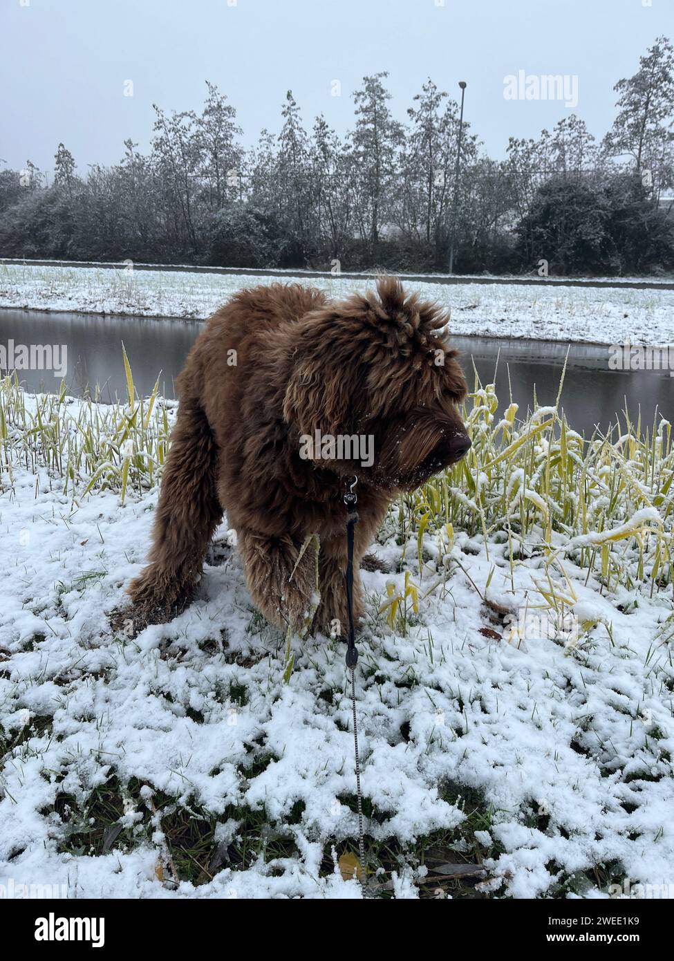 Labradoodle playing in the snow Stock Photo - Alamy