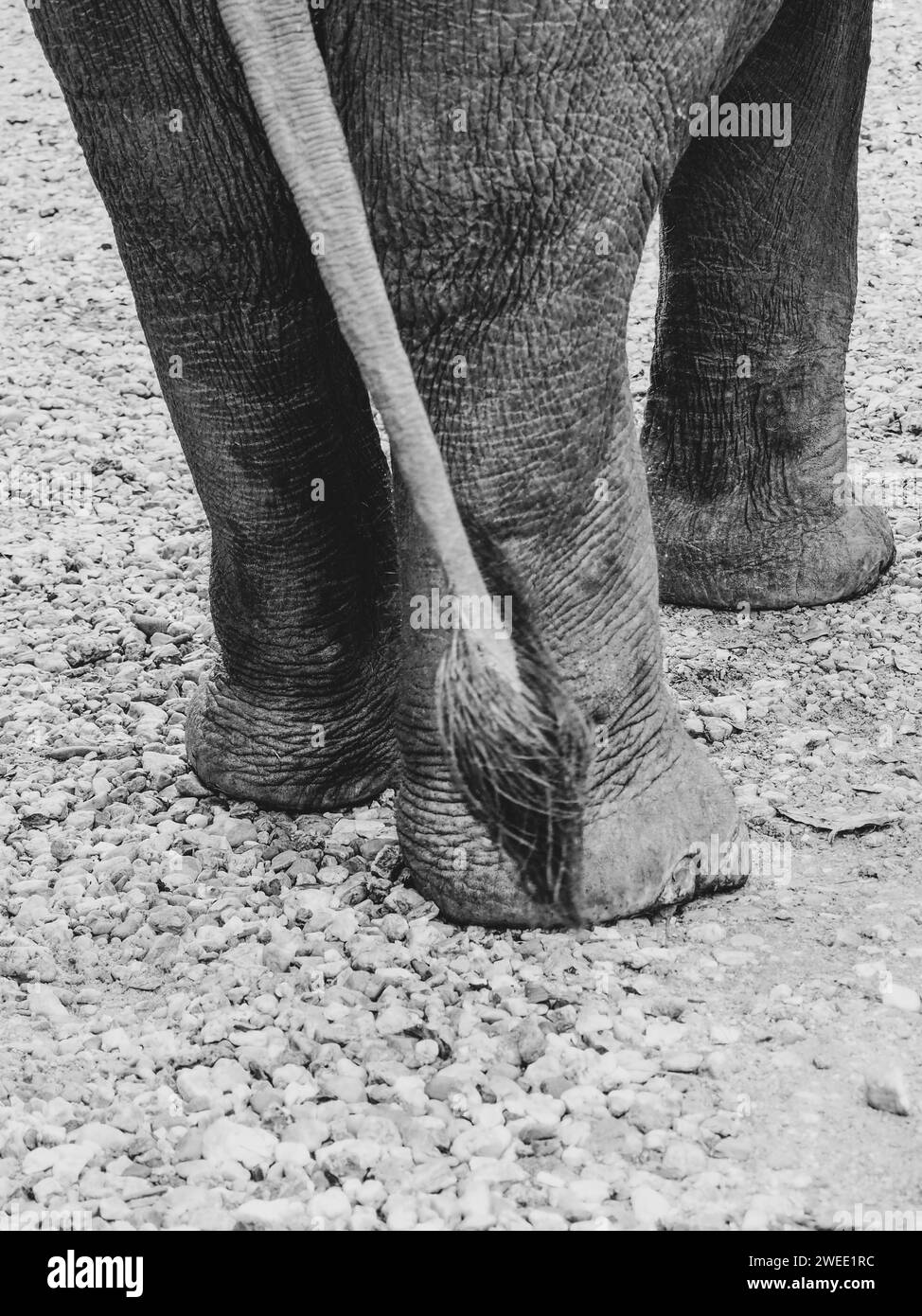 Detailfotografie hi-res stock photography and images - Alamy