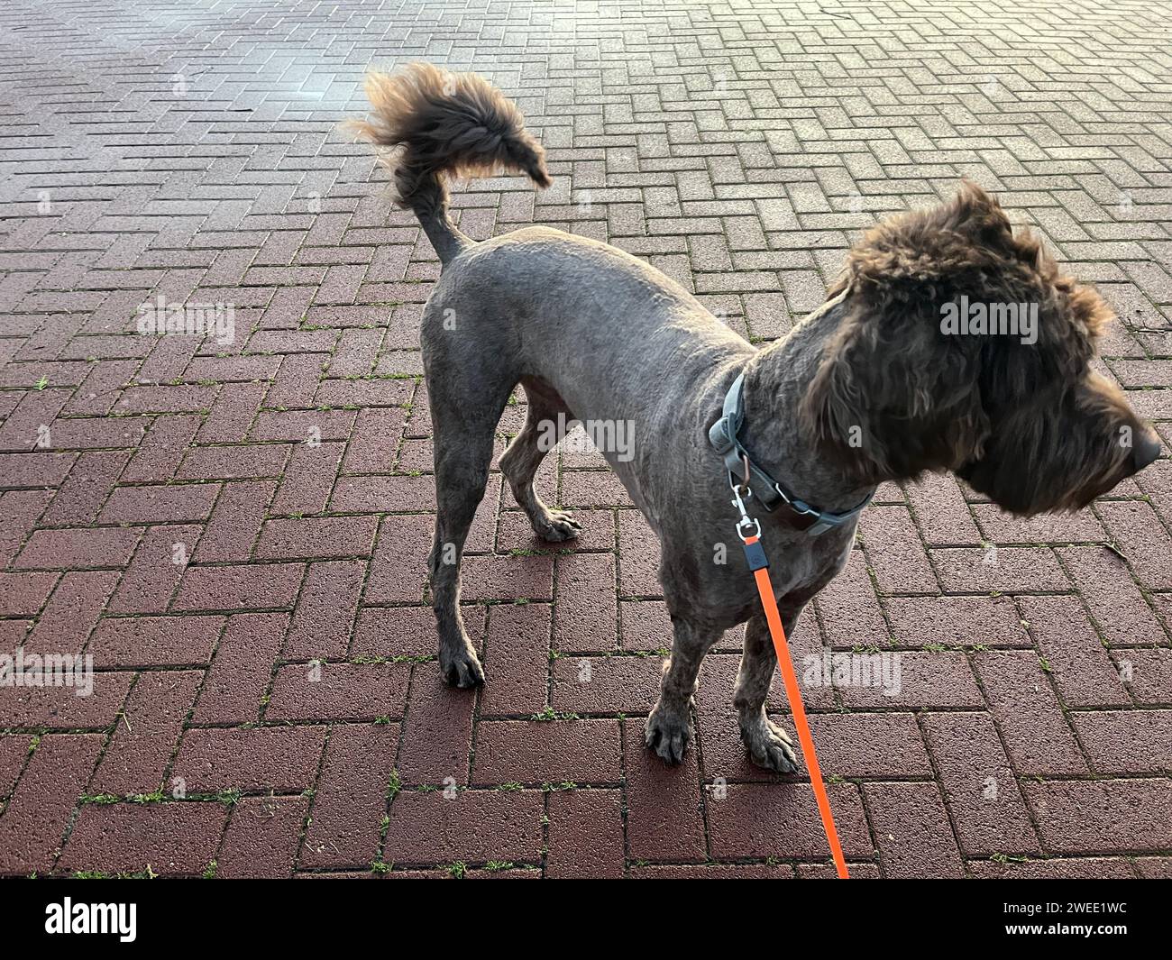 Shaved labradoodle on the street Stock Photo - Alamy