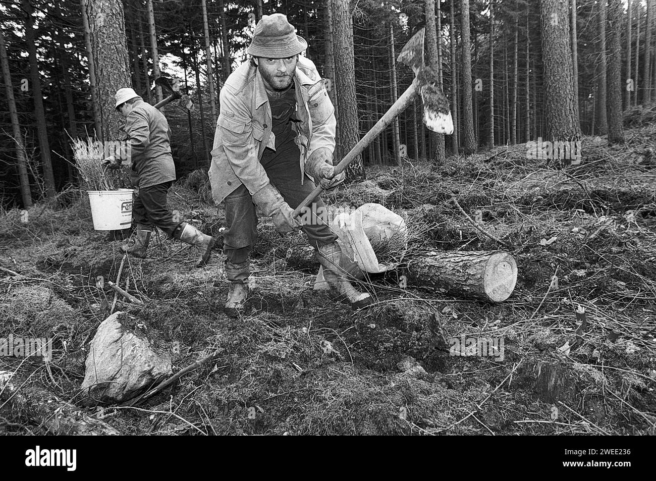 20.04.1991, Erzgebirge, Wald, Aufforstungsarbeiten im erzebirgischen Wald, Fichten werden ...
