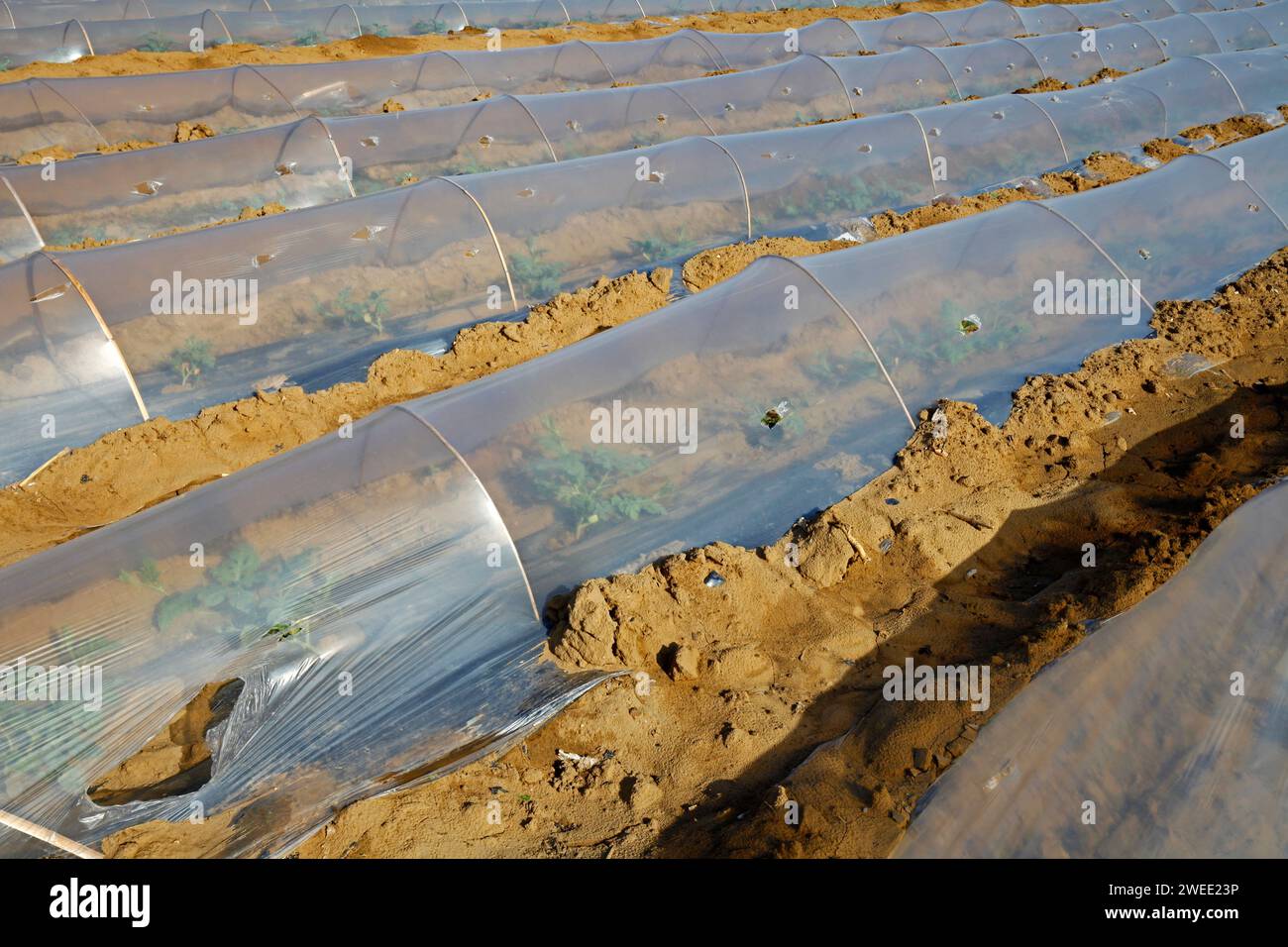 Watermelon planting plastic mulching Stock Photo - Alamy