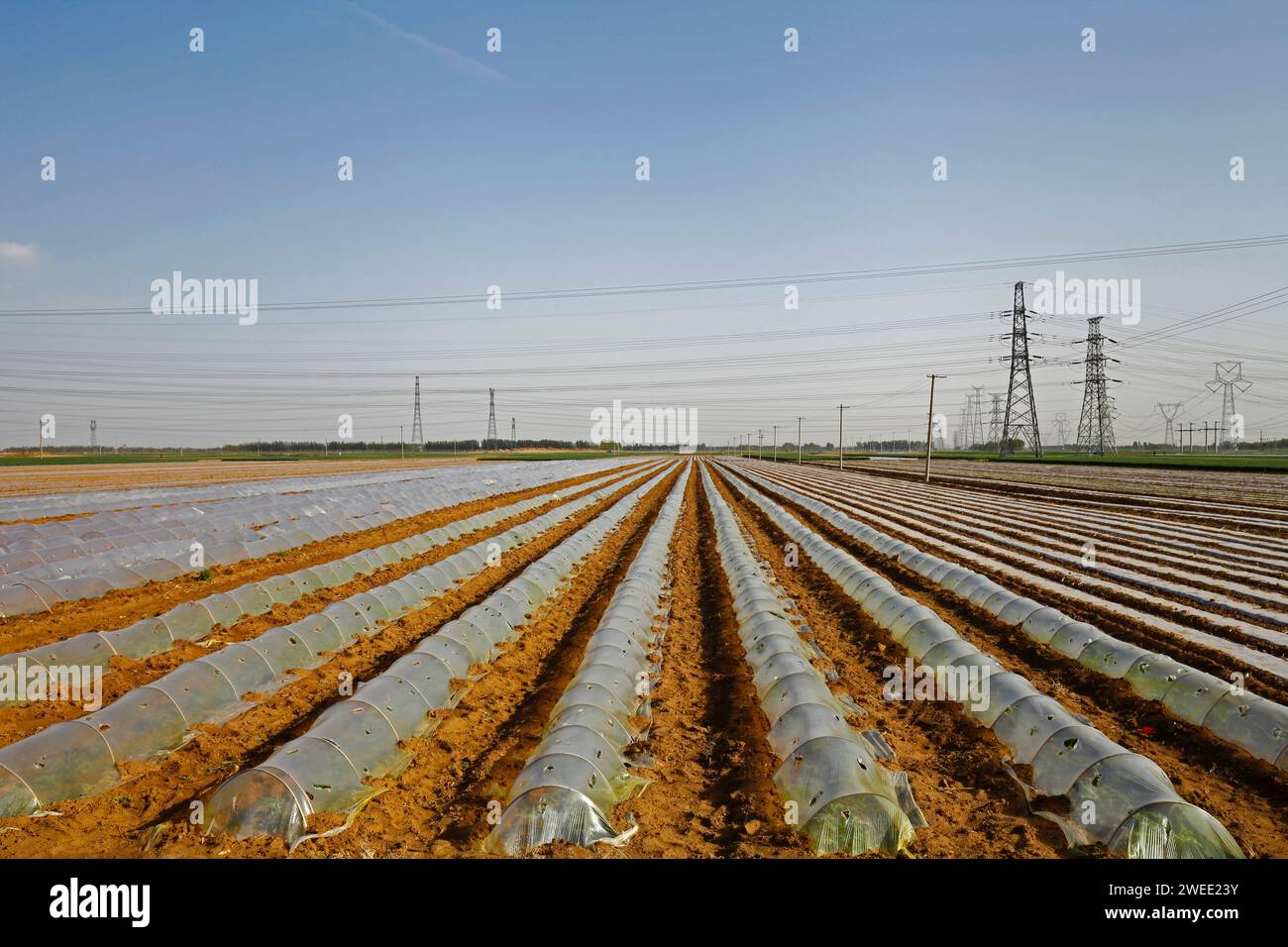 Watermelon planting plastic mulching Stock Photo - Alamy