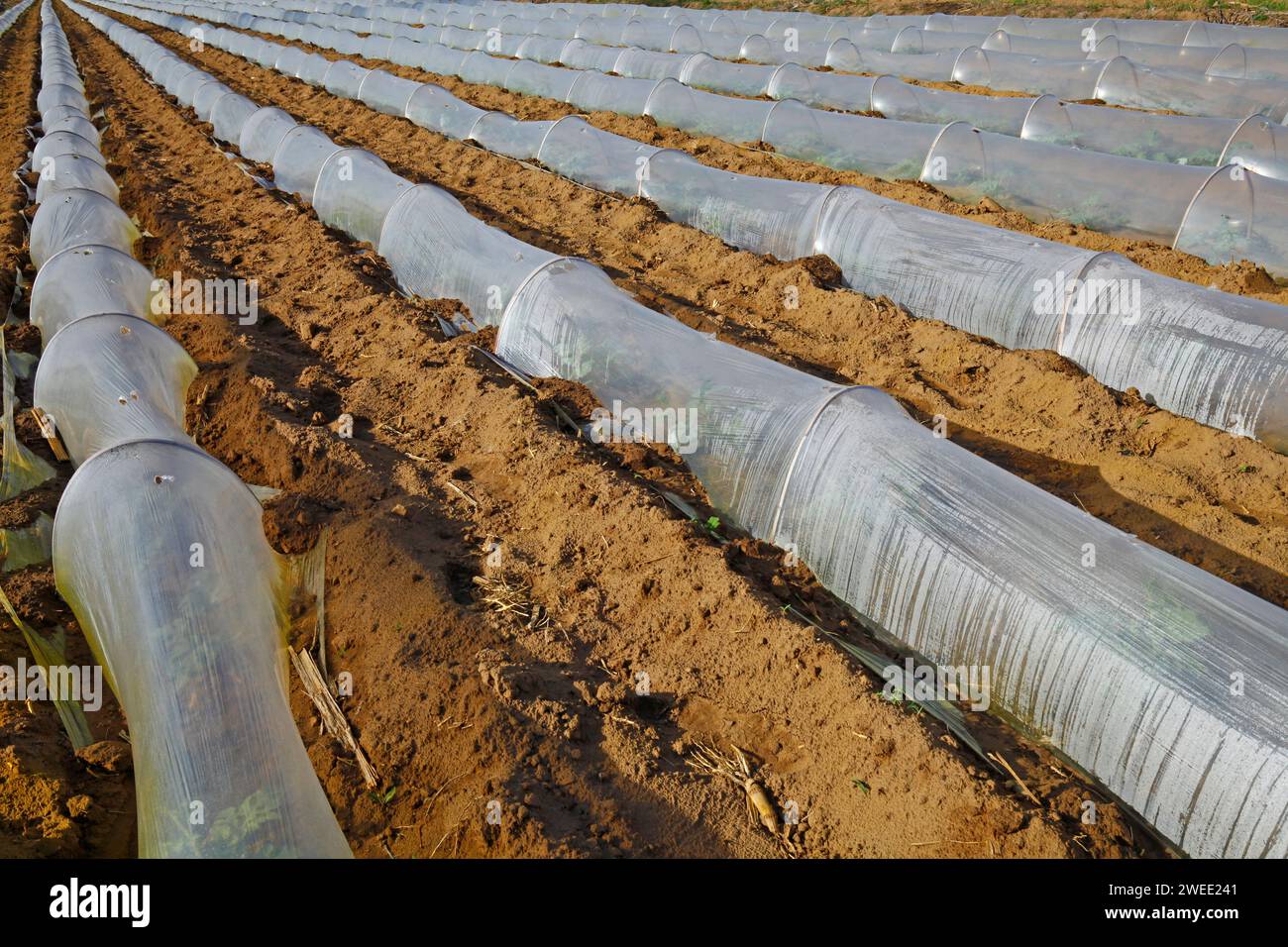 Watermelon planting plastic mulching Stock Photo - Alamy