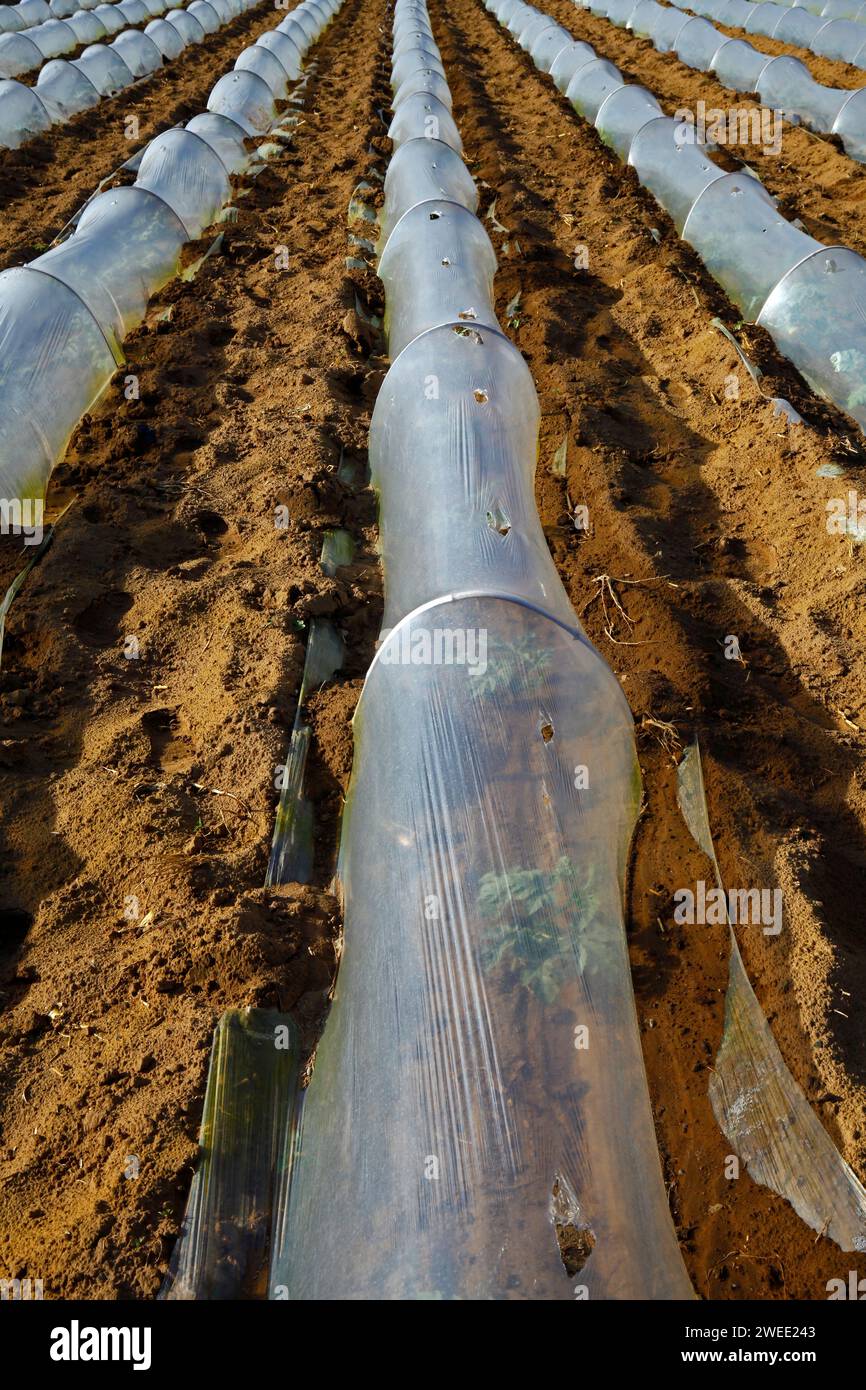 Plastic mulch to grow crops hi-res stock photography and images - Alamy