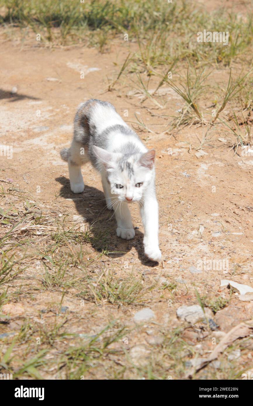 White faded calico cat walking towards you Stock Photo - Alamy