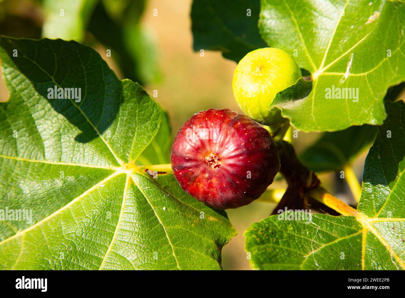 Fig tree plantation hi-res stock photography and images - Alamy