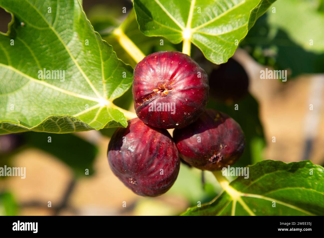 Fig tree plantation hi-res stock photography and images - Alamy