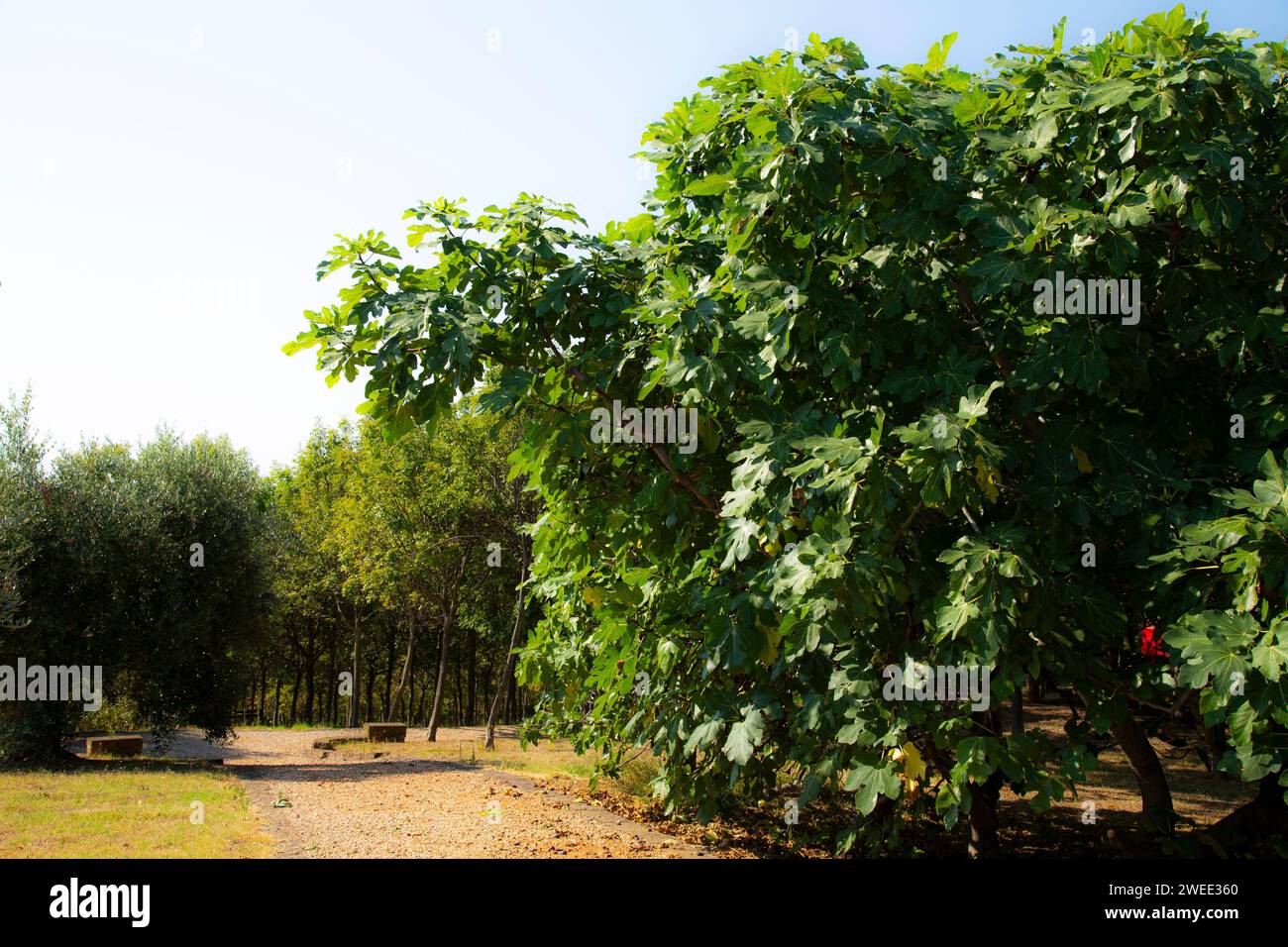 Fig tree plantation hi-res stock photography and images - Alamy