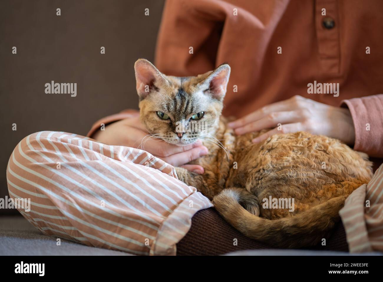 Sleepy breed cat lying on pet owner knees. Pet performing function of ...