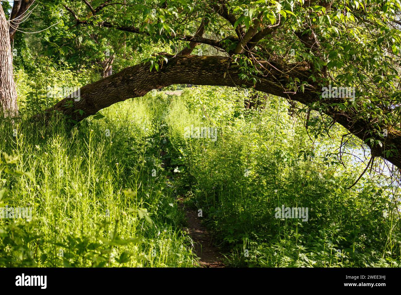 Trees bending over a path running along the river bank, a picturesque ...