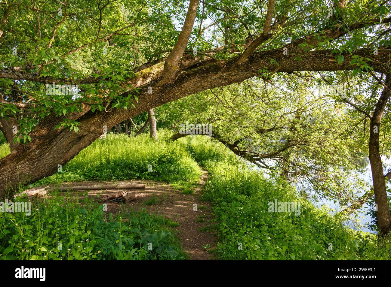 Summer day along a river pathway hi-res stock photography and images ...