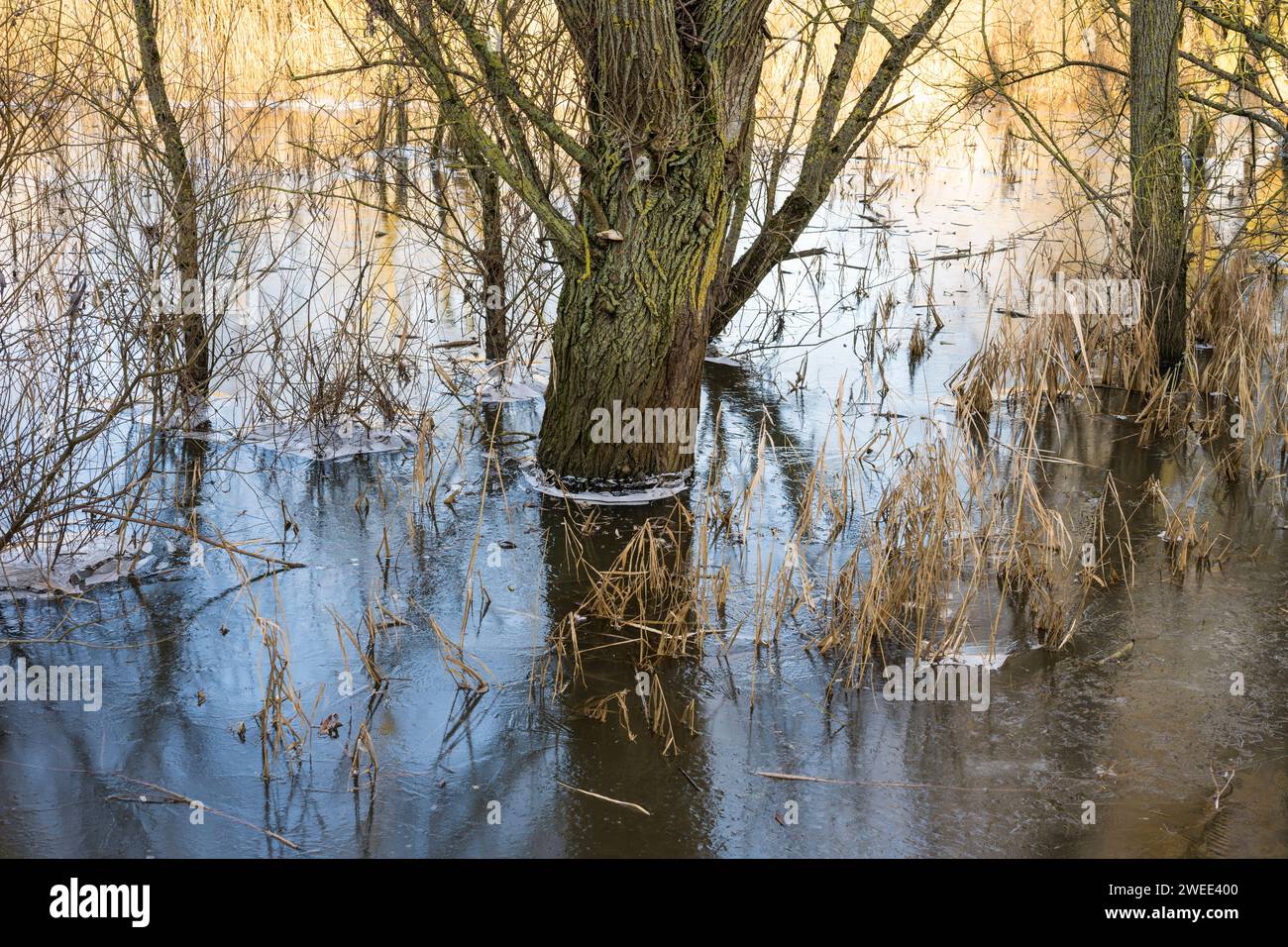 Frozen Trees, Flooding and Winter Freezing, Green Park, Reading ...