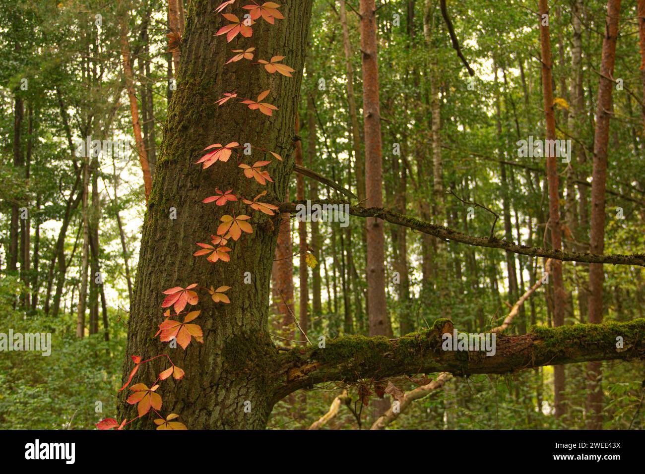 Autumn is turning colors of the forest. Red leaves crowl up Stock Photo ...