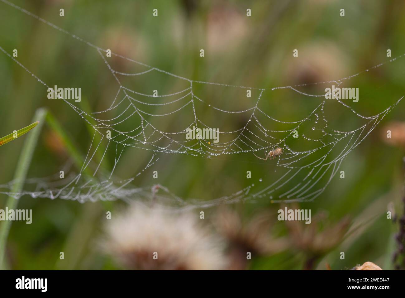 Little spider on his wet net Stock Photo - Alamy