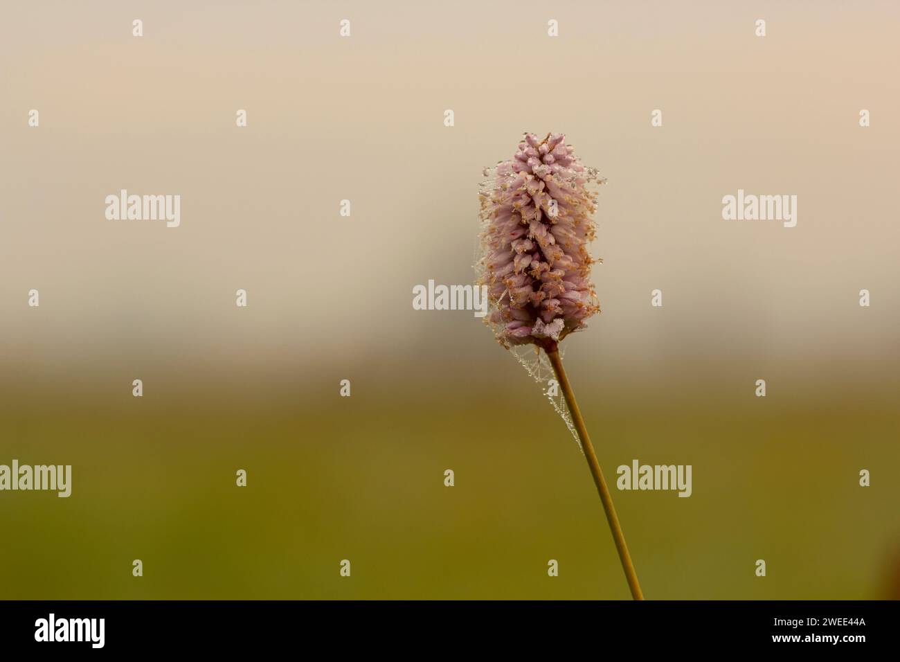 Gentle fog hi-res stock photography and images - Alamy