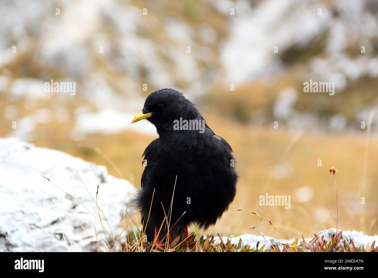 Curious bird is watching zou Stock Photo - Alamy