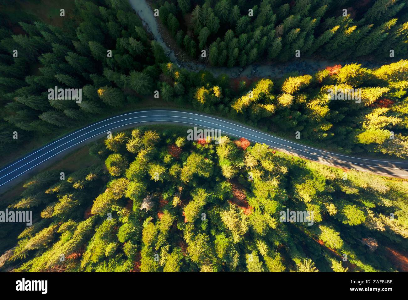 Aerial top view of winding road through a dense pine forest in the ...