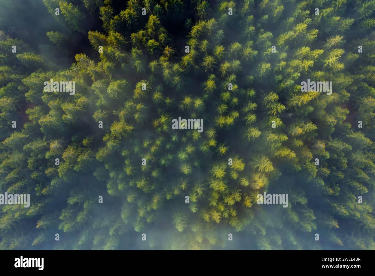 Aerial top view of a dense pine forest covered with morning fog at ...