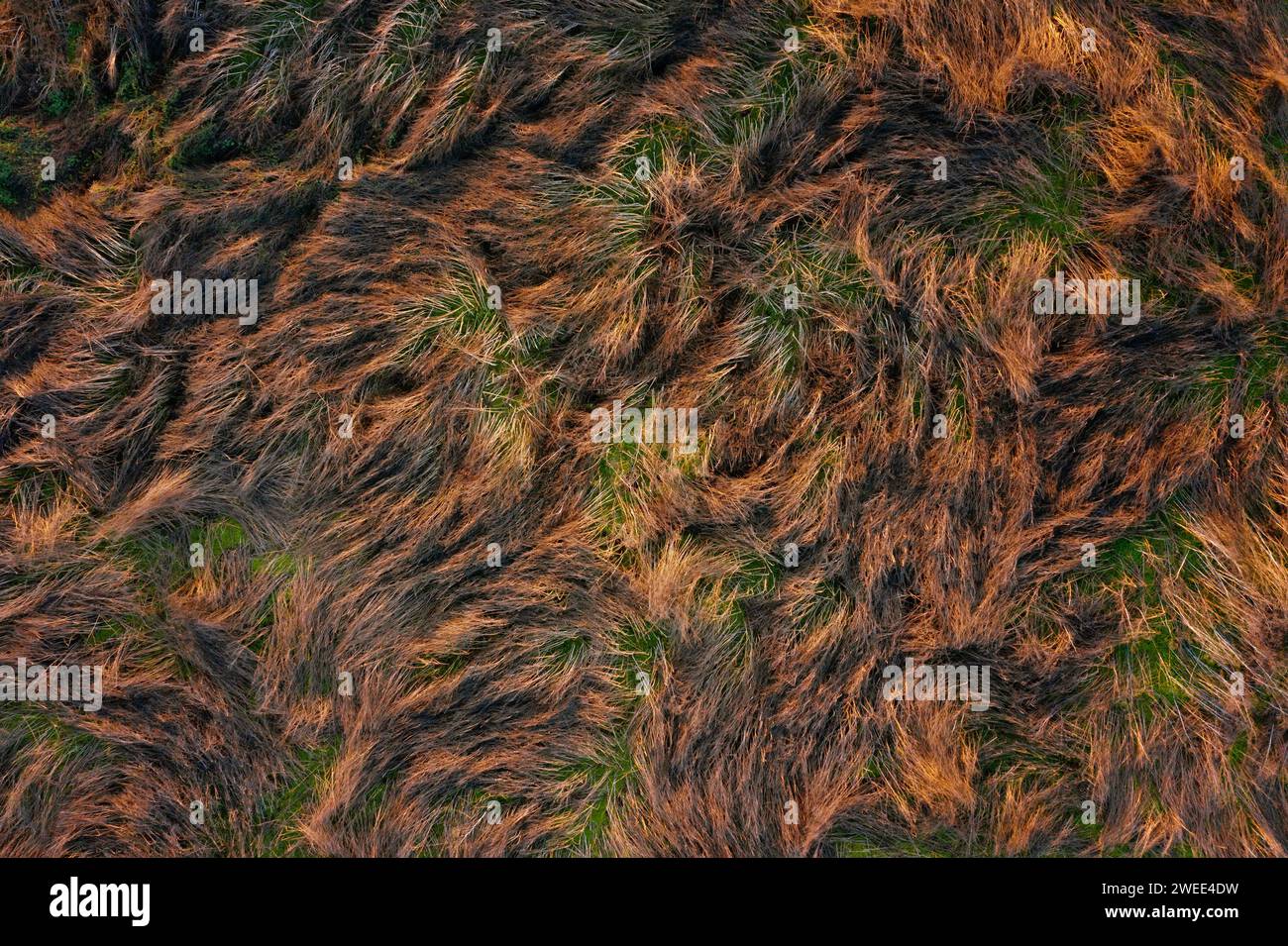 Field background background of dry grass hi-res stock photography and ...
