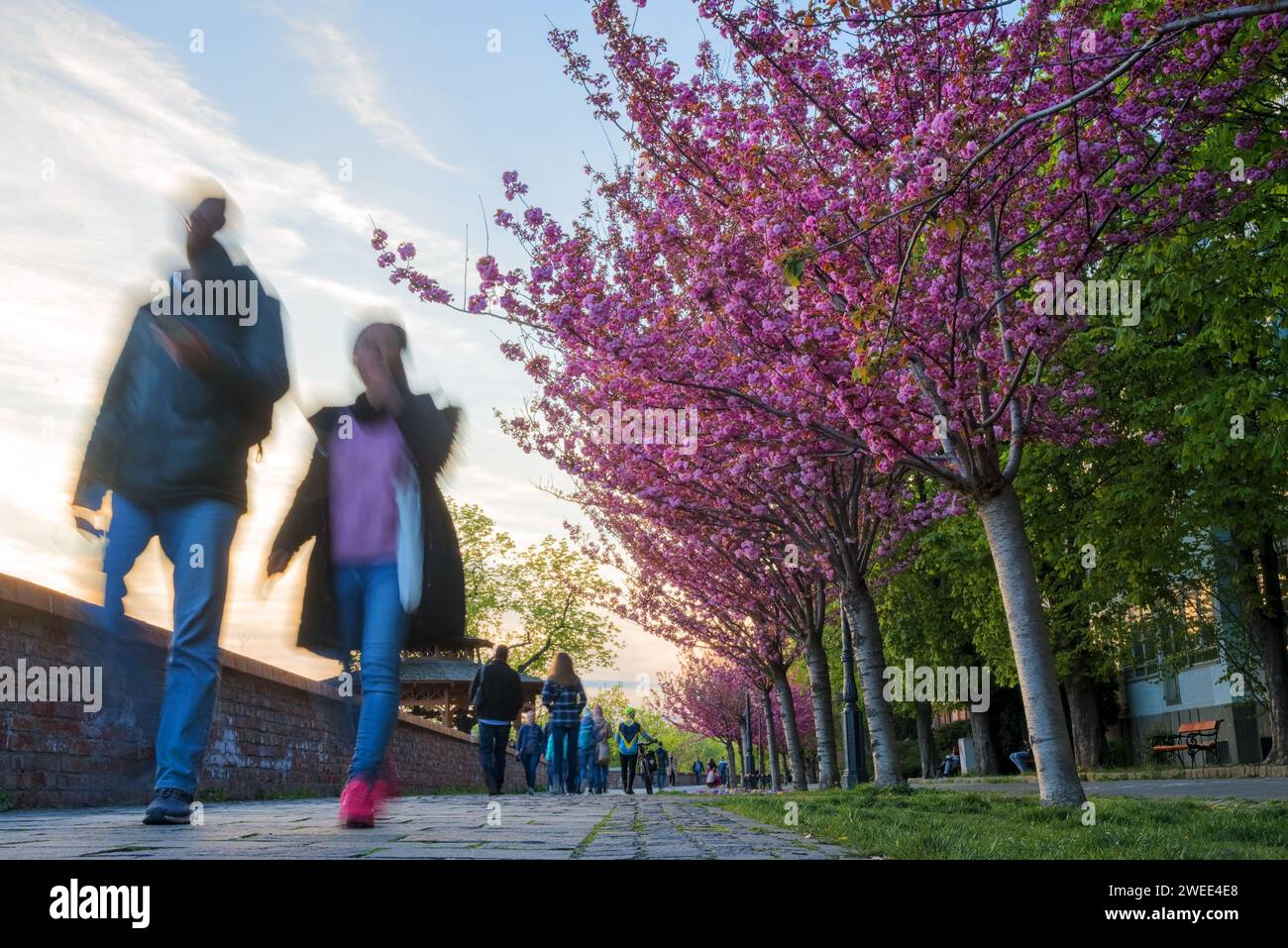 Couple spring bloom hi-res stock photography and images - Alamy