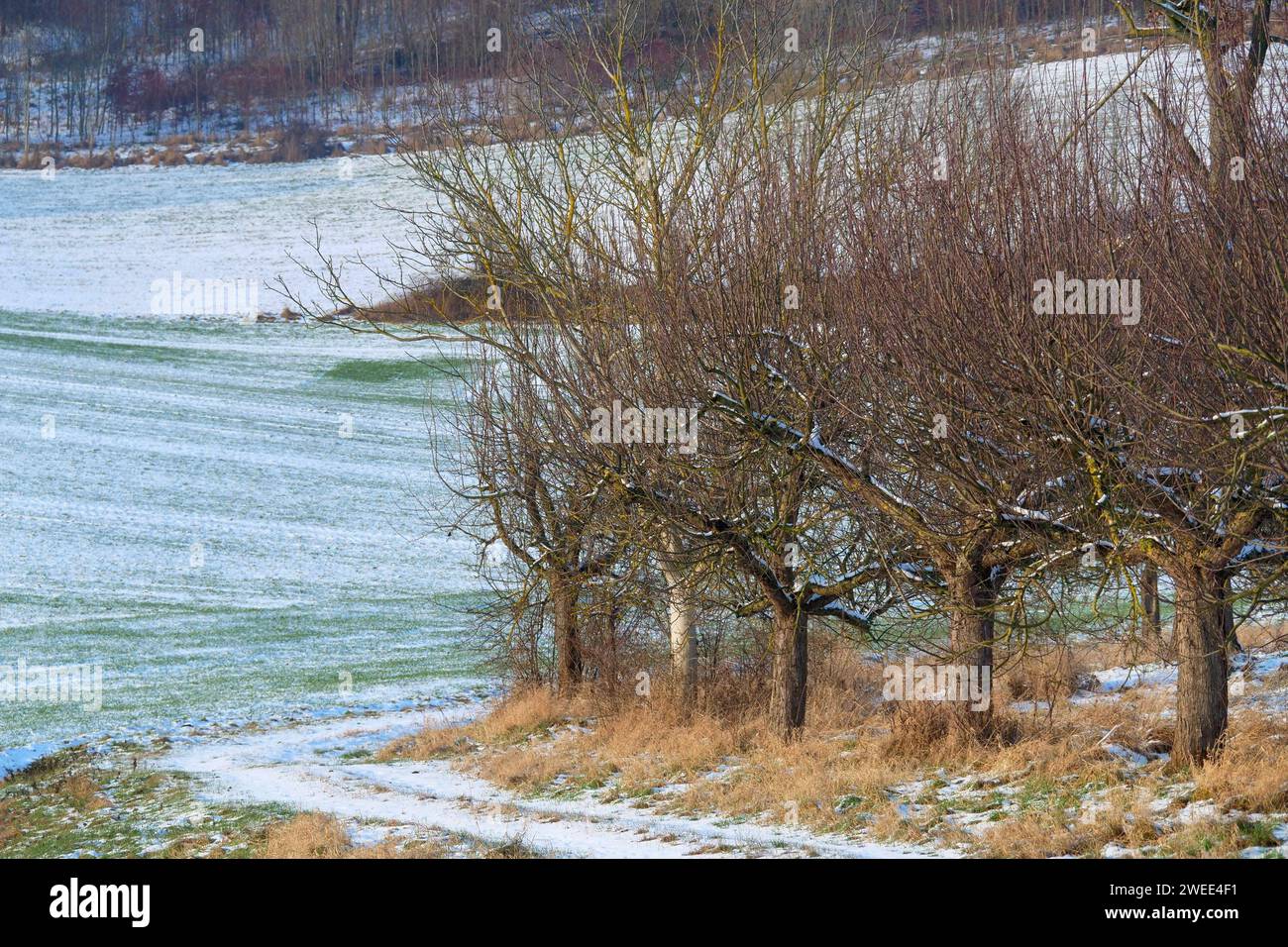 Winterspaziergang im Januar bei schoener Sonne im Schnee auf Acker und ...