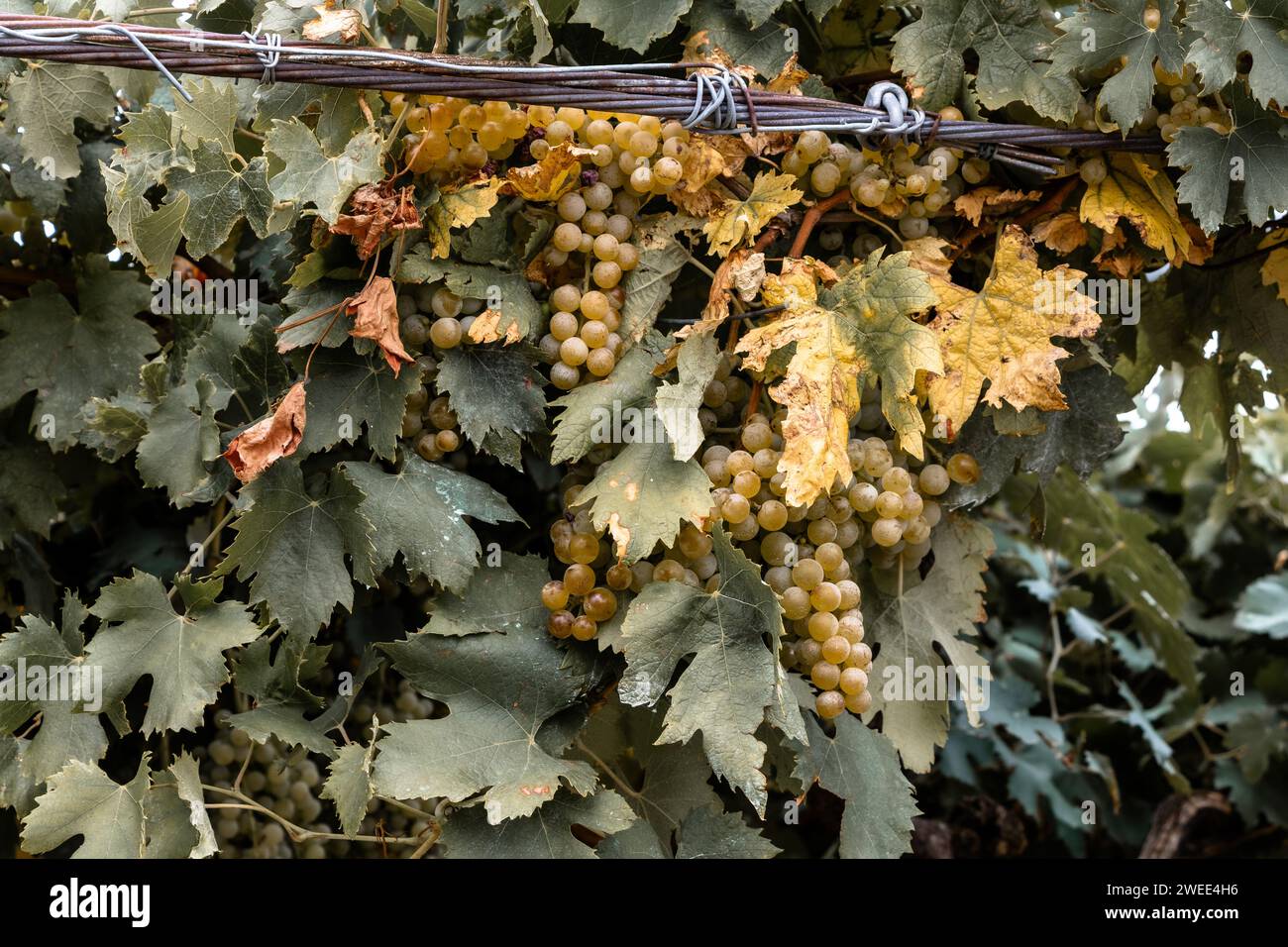 Vintage farm photo hi-res stock photography and images - Alamy