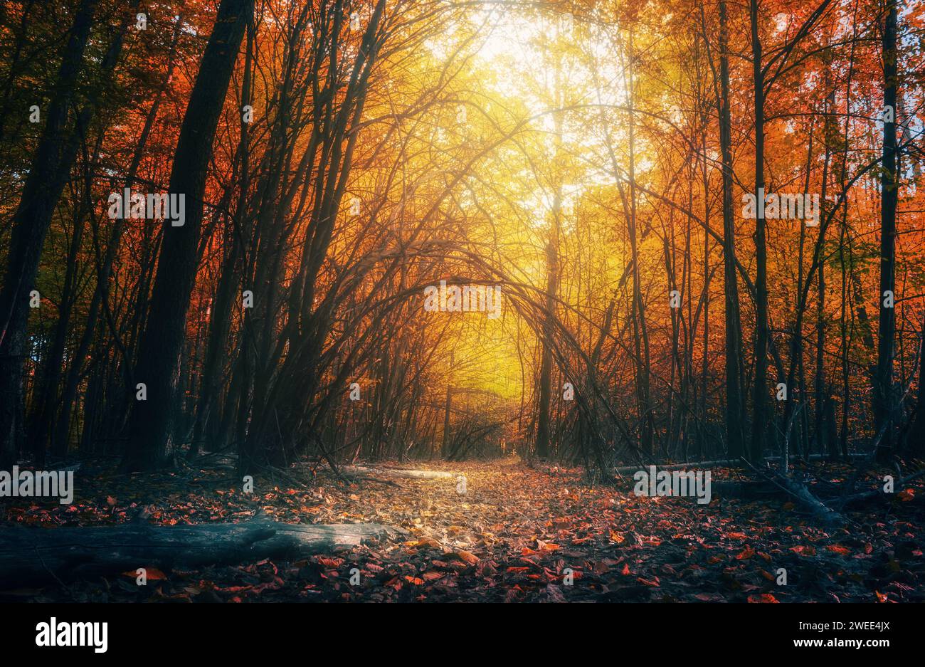 Golden tree tops hi-res stock photography and images - Alamy