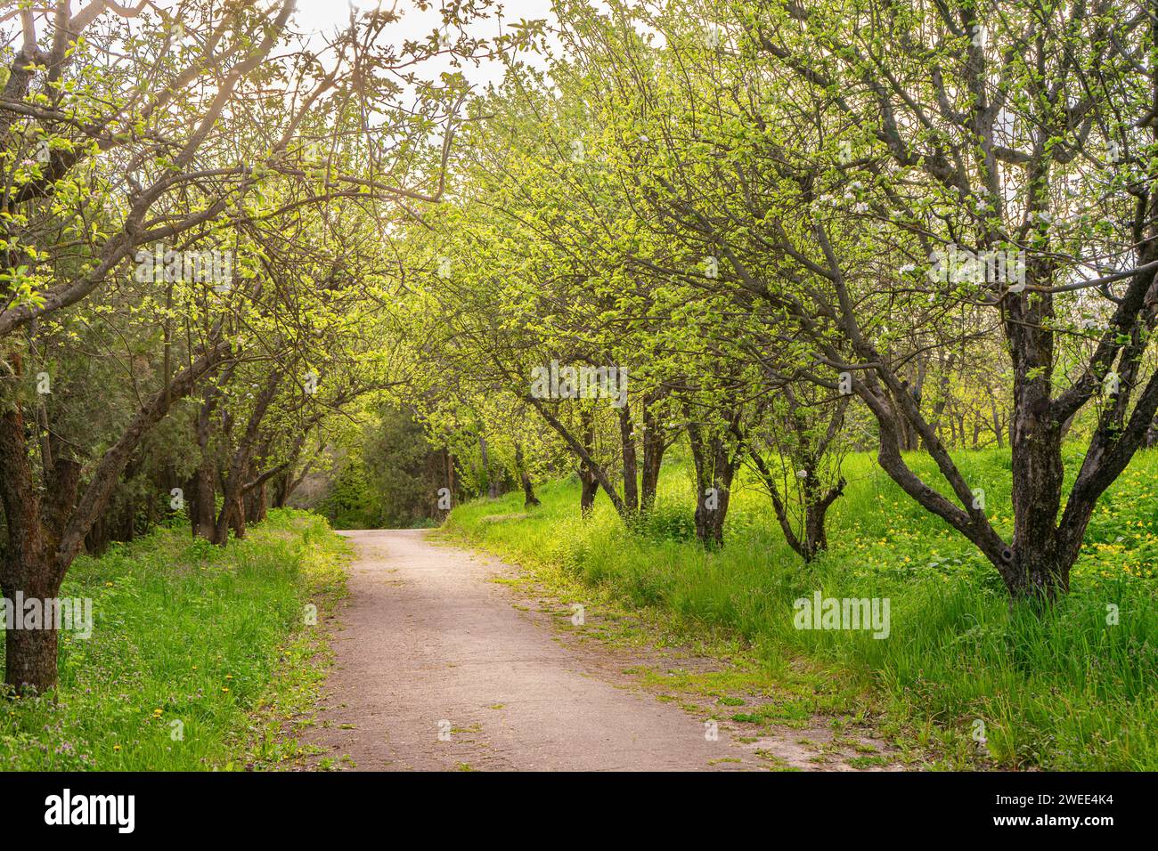 Road through the apple orchard at sunset. Path through park, alley with ...