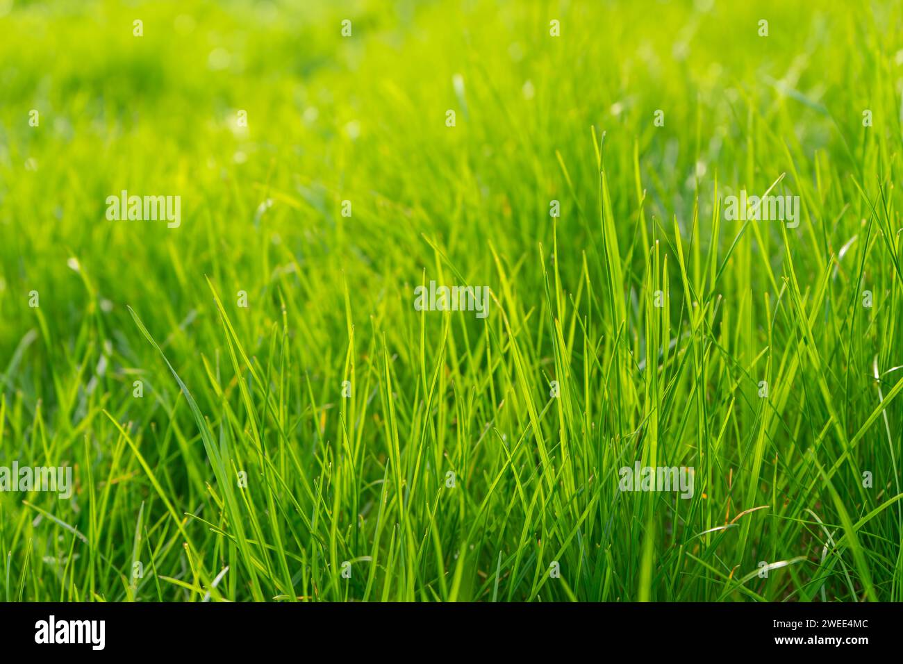 Lawn field greenery grass hi-res stock photography and images - Alamy